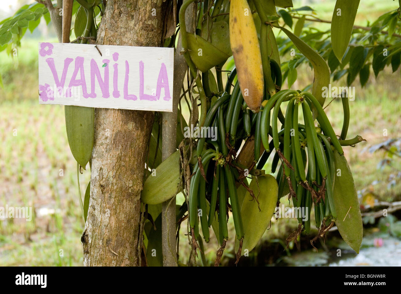 Vanilla vines growing outside Ubud, Bali, Indonesia Stock Photo - Alamy