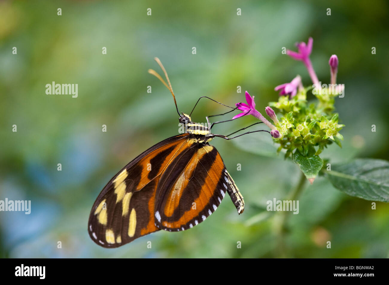A close up view of a beautiful butterfly Stock Photo - Alamy