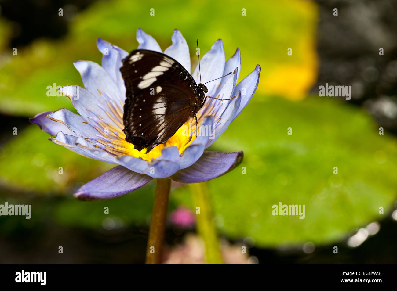 A close up view of a beautiful butterfly Stock Photo - Alamy