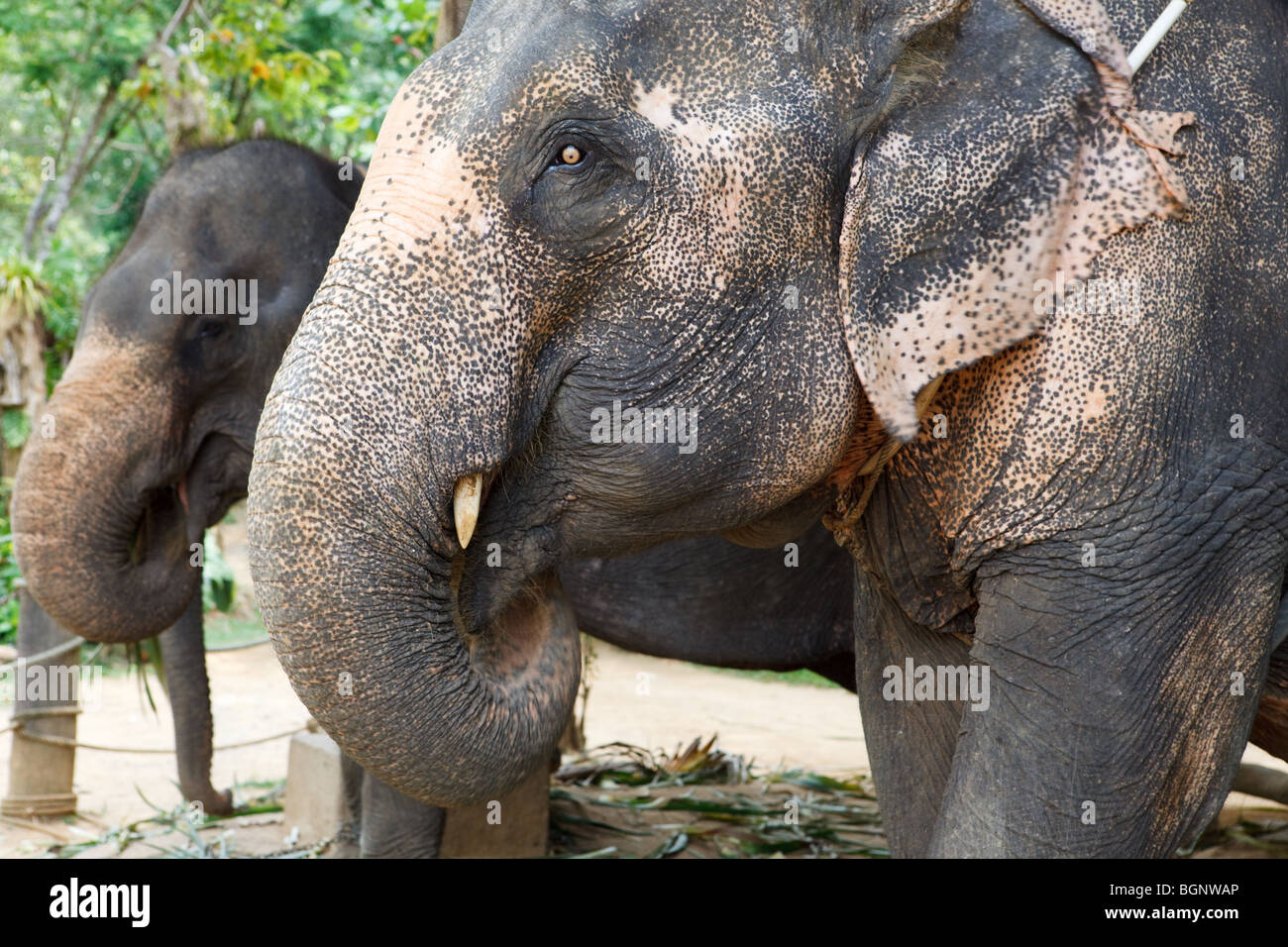 Elephant feed tree hi-res stock photography and images - Alamy