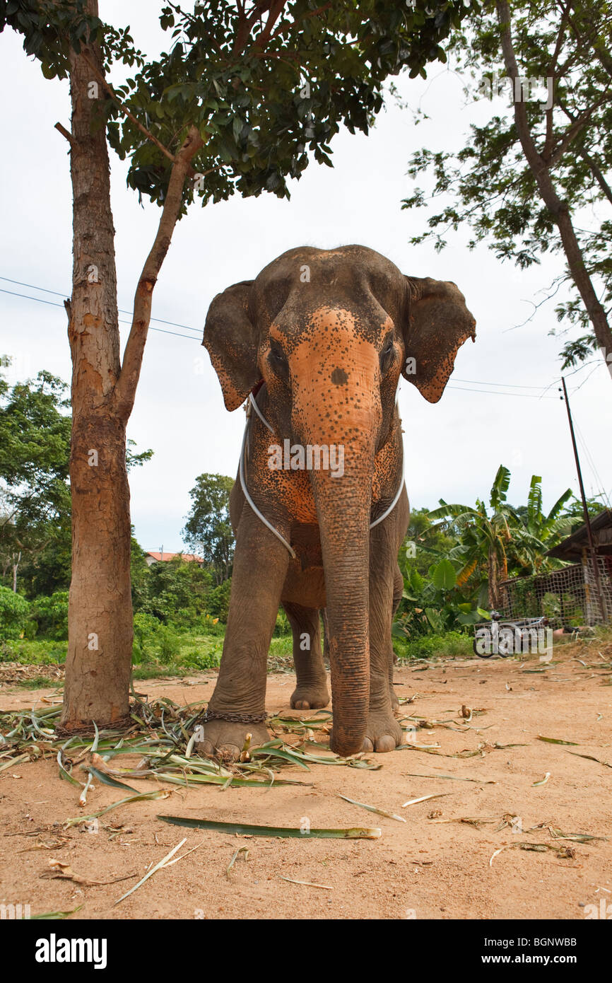 King riding elephant hi-res stock photography and images - Alamy