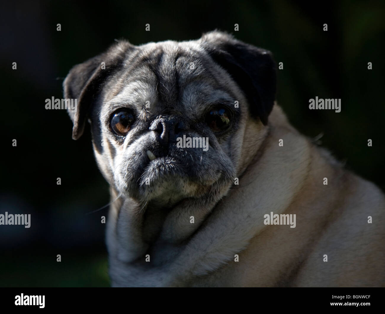 Wrinkly face of pug Stock Photo - Alamy