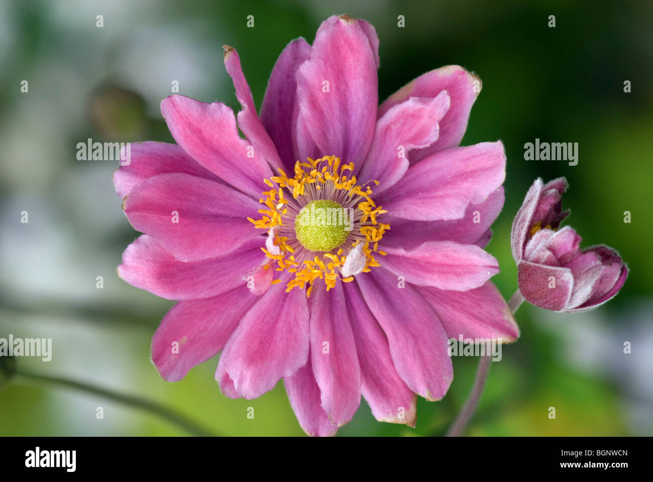 Pamina japanese anemone hi-res stock photography and images - Alamy