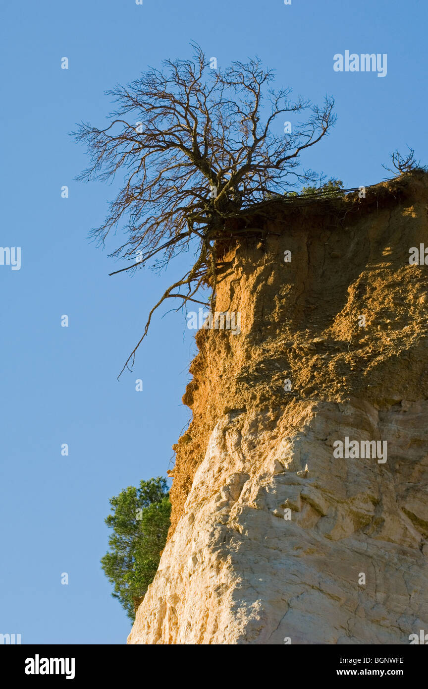 Tree exposing its roots at cliff edge due to soil erosion, Provence ...
