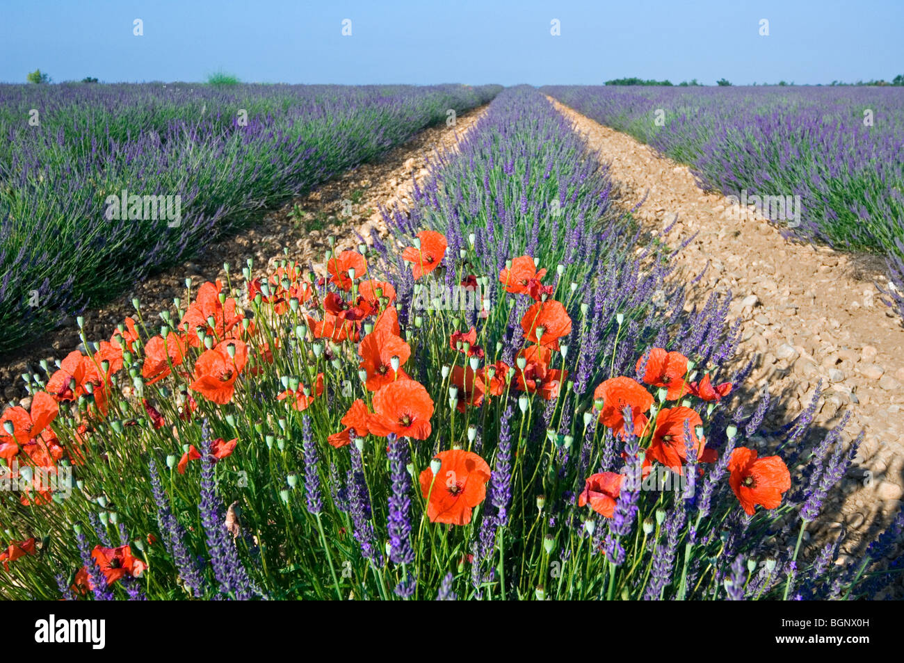 Lavender and poppies hi-res stock photography and images - Alamy