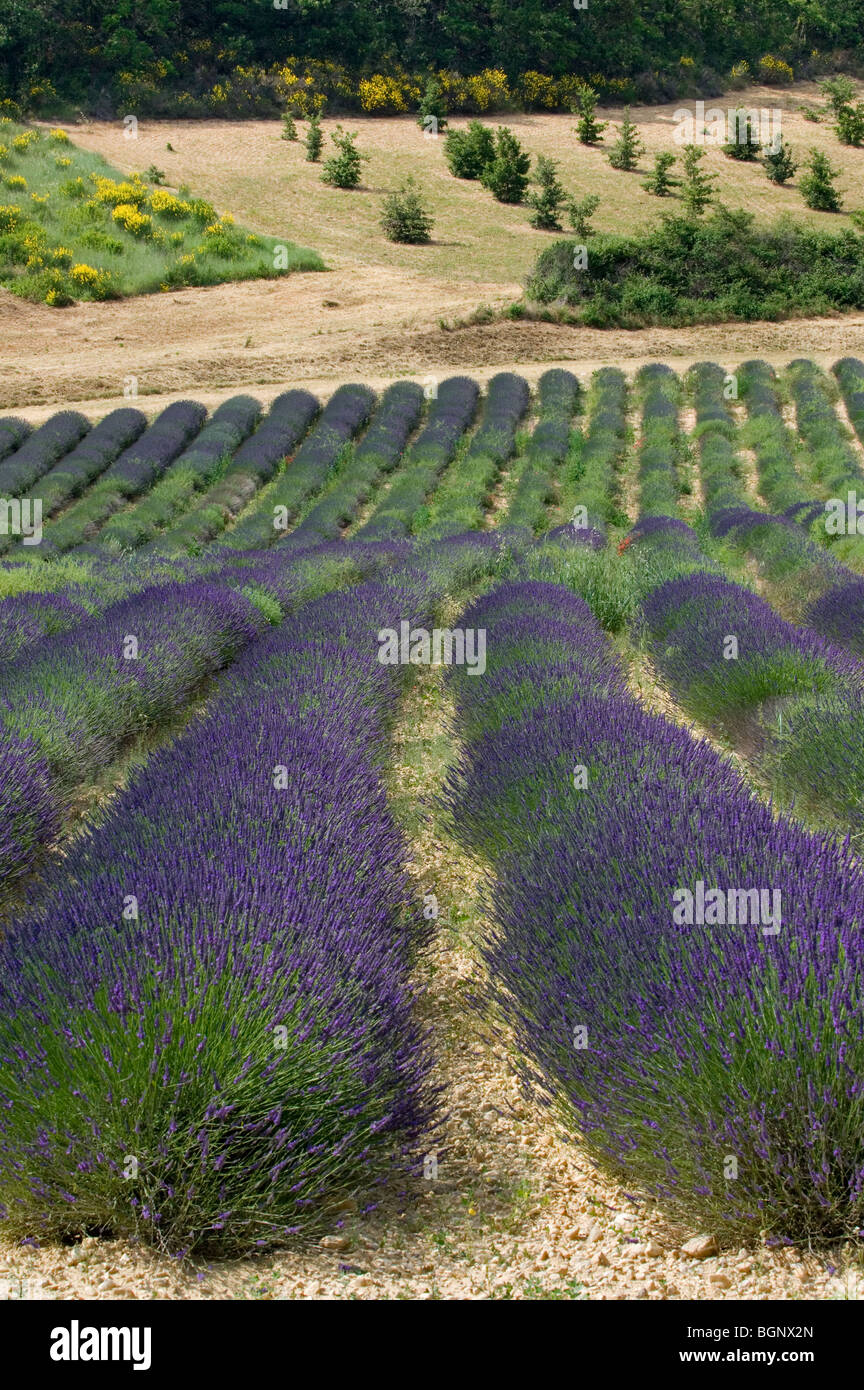 Field of lavendula hi-res stock photography and images - Alamy