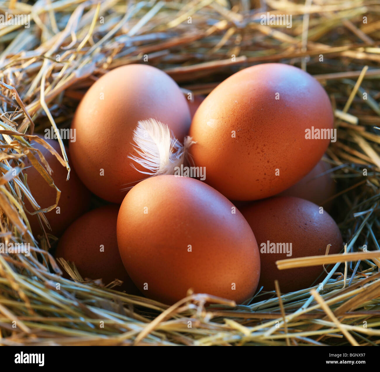 Chicken eggs in the straw in the morning light Stock Photo - Alamy