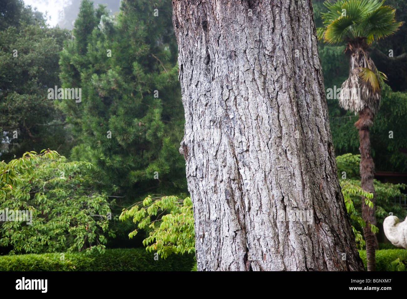 Ragged tree hi-res stock photography and images - Alamy