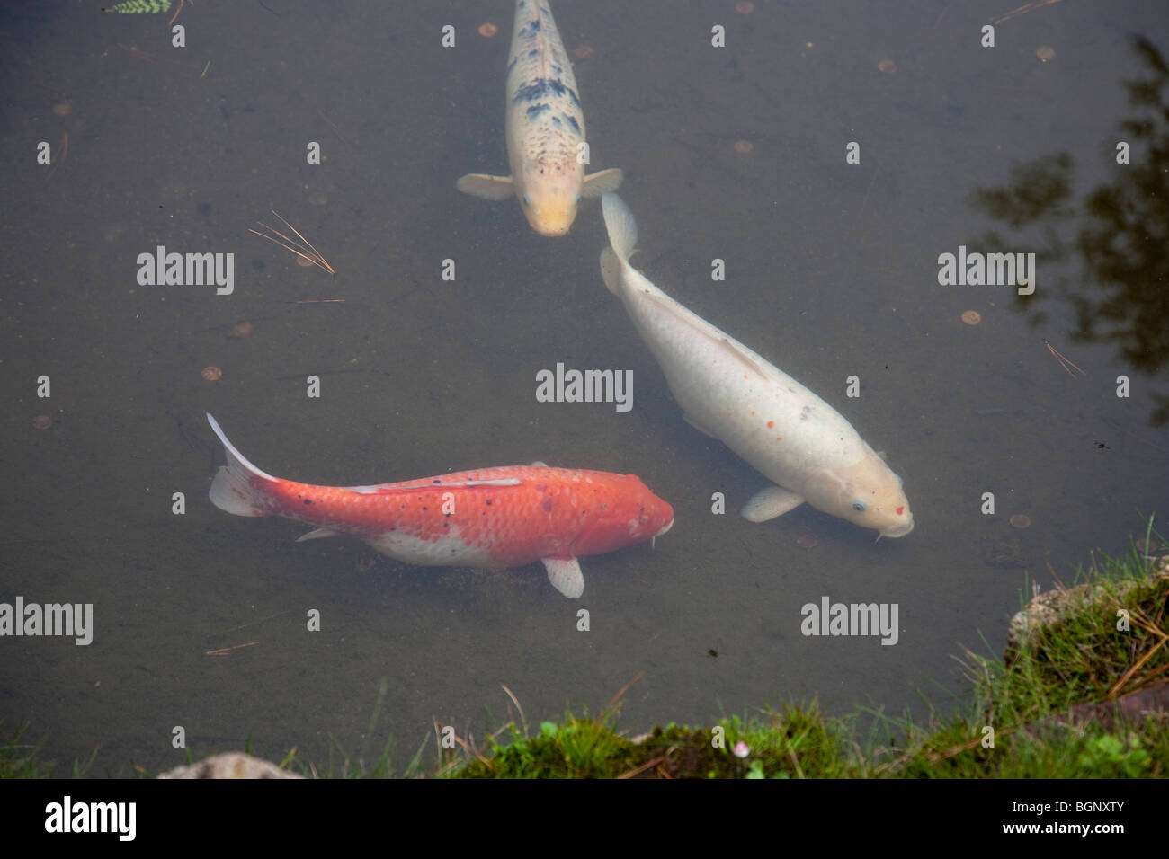 Koi carp hi-res stock photography and images - Alamy