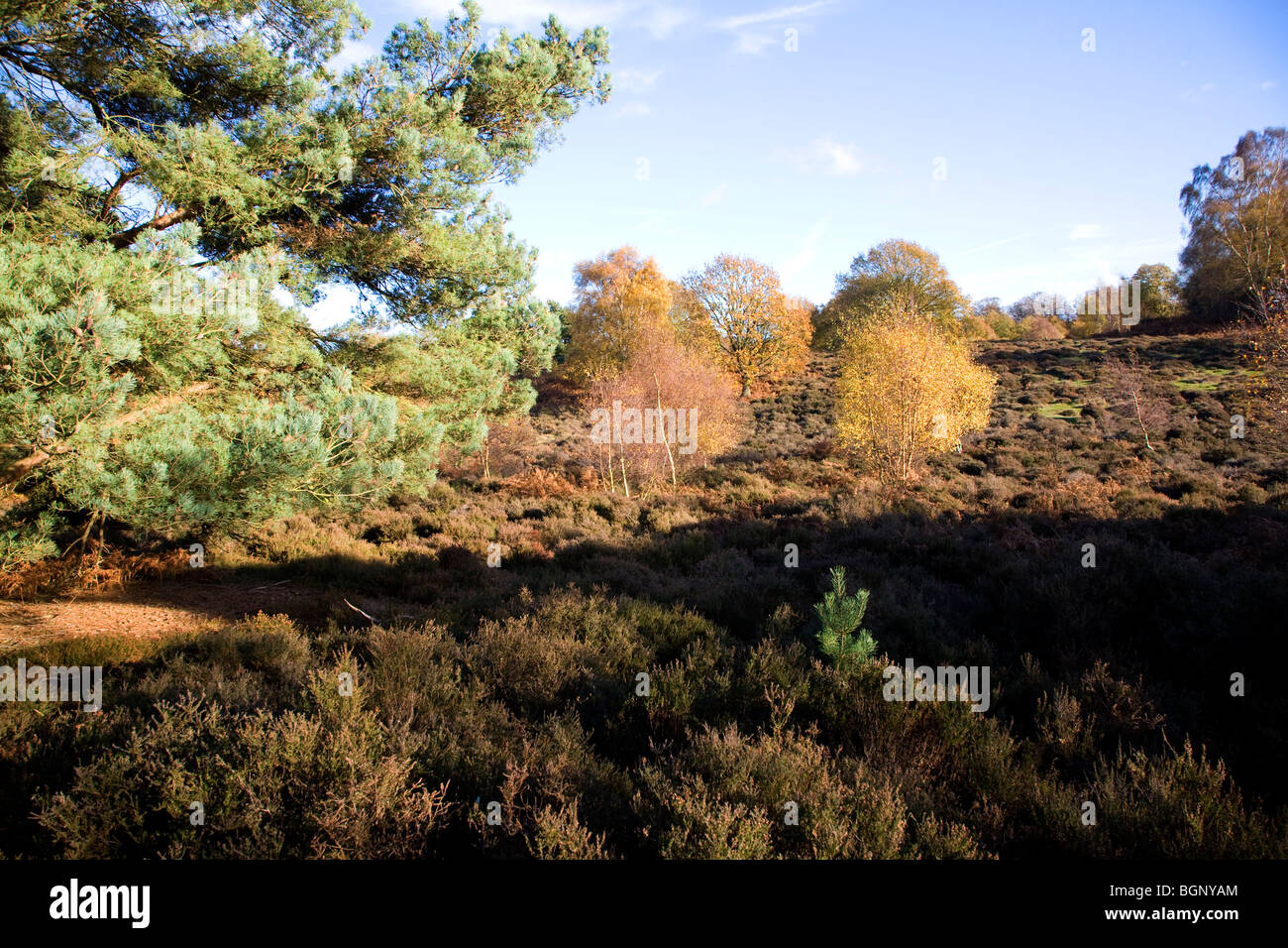 Autumn vegetation trees bushes heathland Suffolk England Stock Photo ...