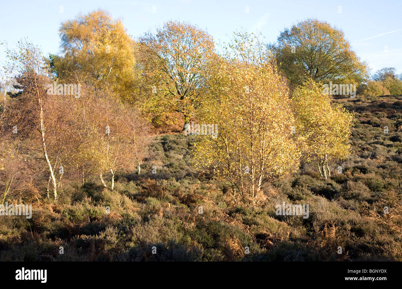 Autumn vegetation trees bushes heathland Suffolk England Stock Photo ...