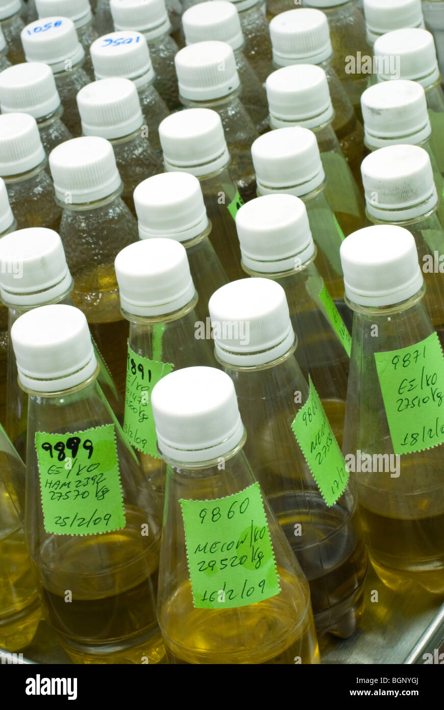 bottles of raw olive oil for testing at the plants' laboratory Stock ...