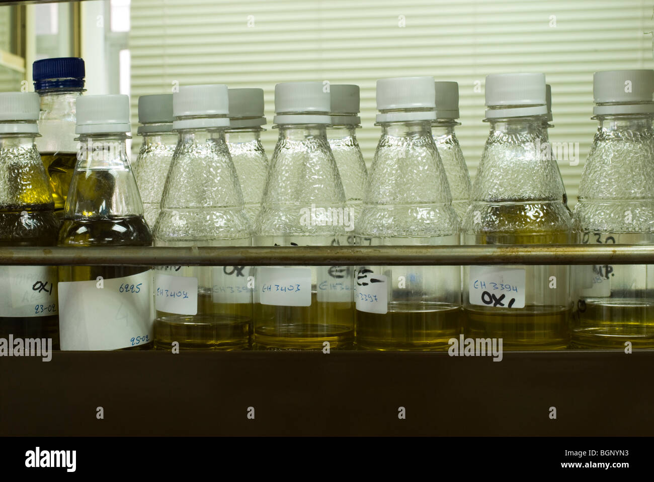 bottles of raw olive oil for testing at the plants' laboratory Stock ...