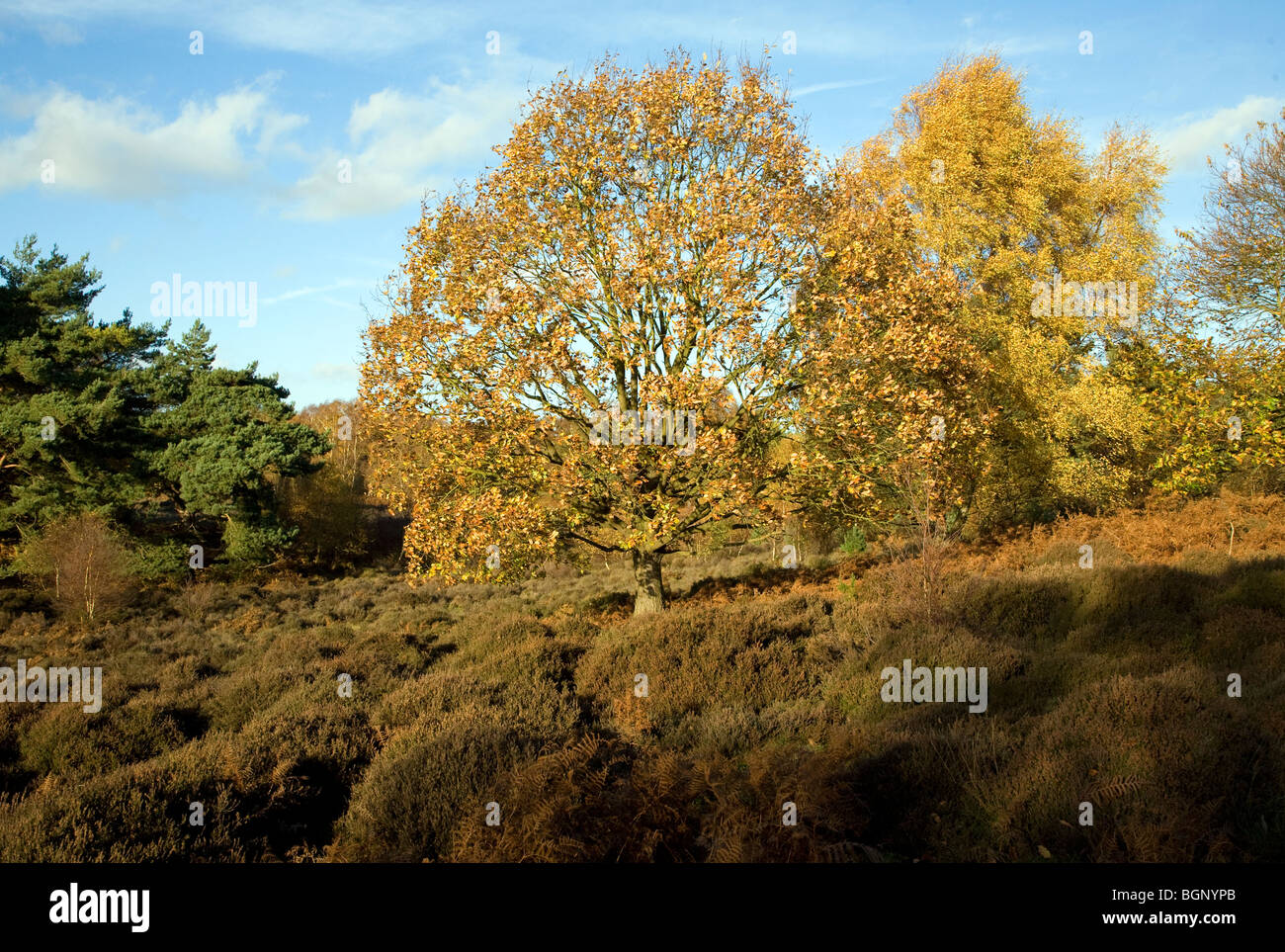 Autumn vegetation trees bushes heathland Suffolk England Stock Photo ...