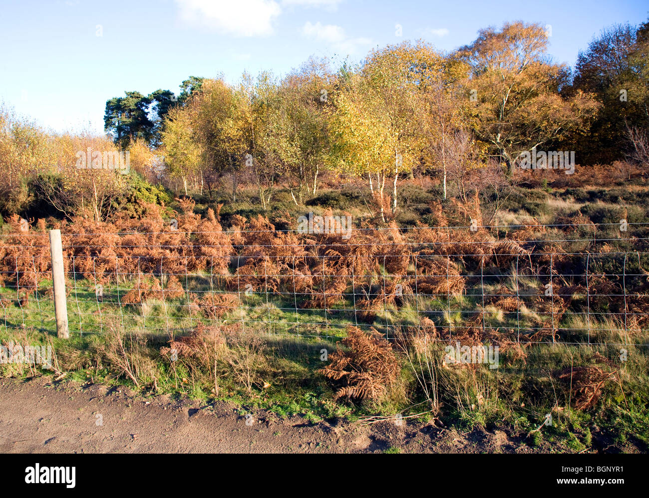Englishbracken hi-res stock photography and images - Alamy