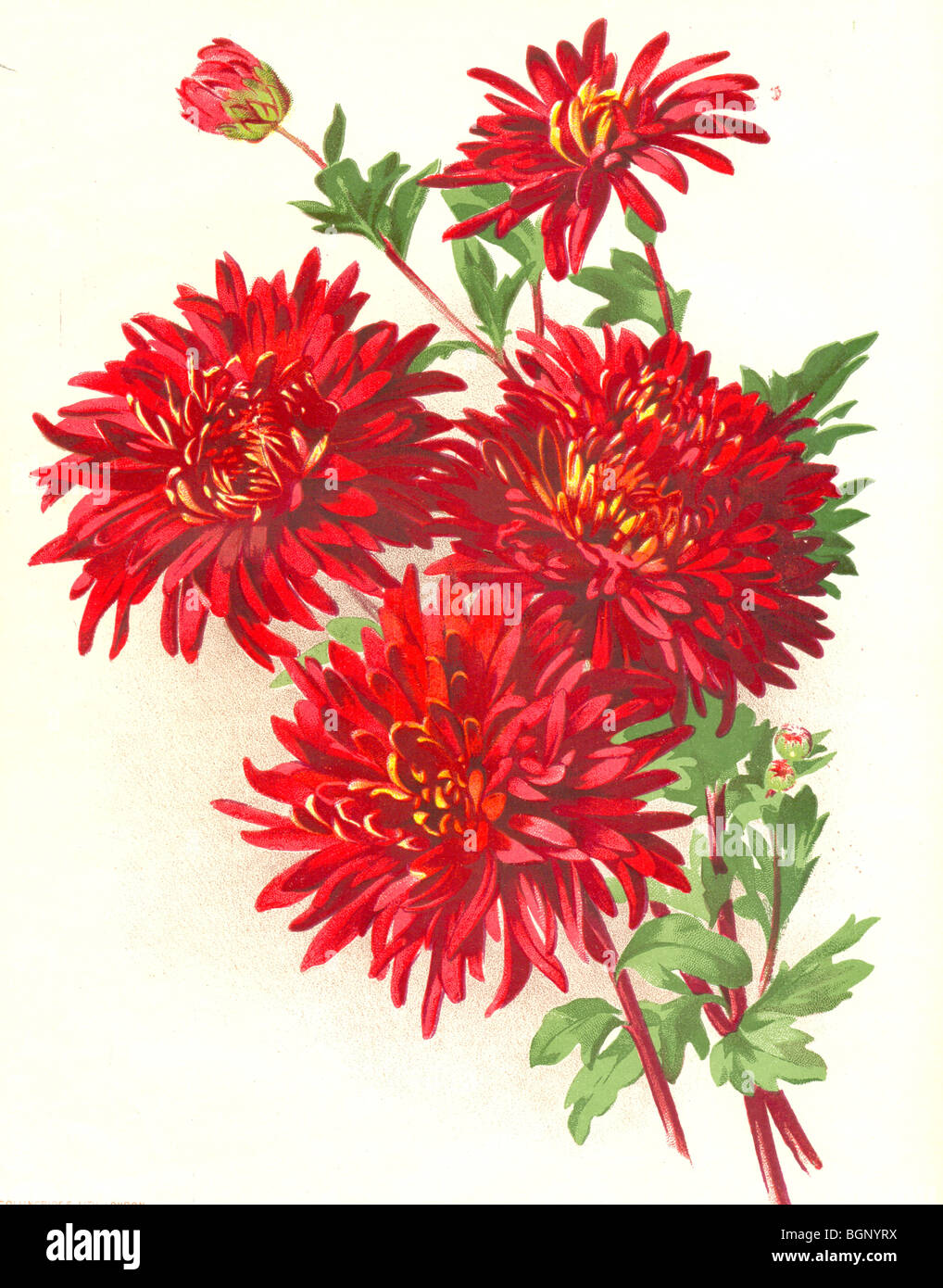 Double chrysanthemum hi-res stock photography and images - Alamy