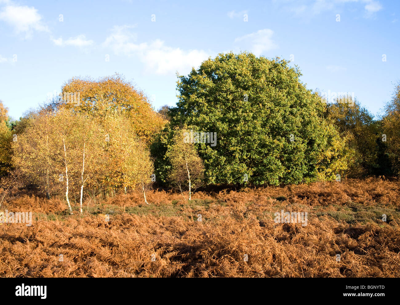 Heathland ecosystem hi-res stock photography and images - Alamy