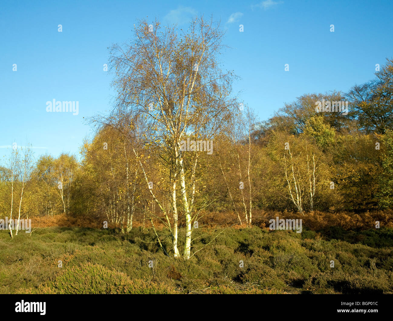 Autumn vegetation trees bushes heathland Suffolk England Stock Photo ...