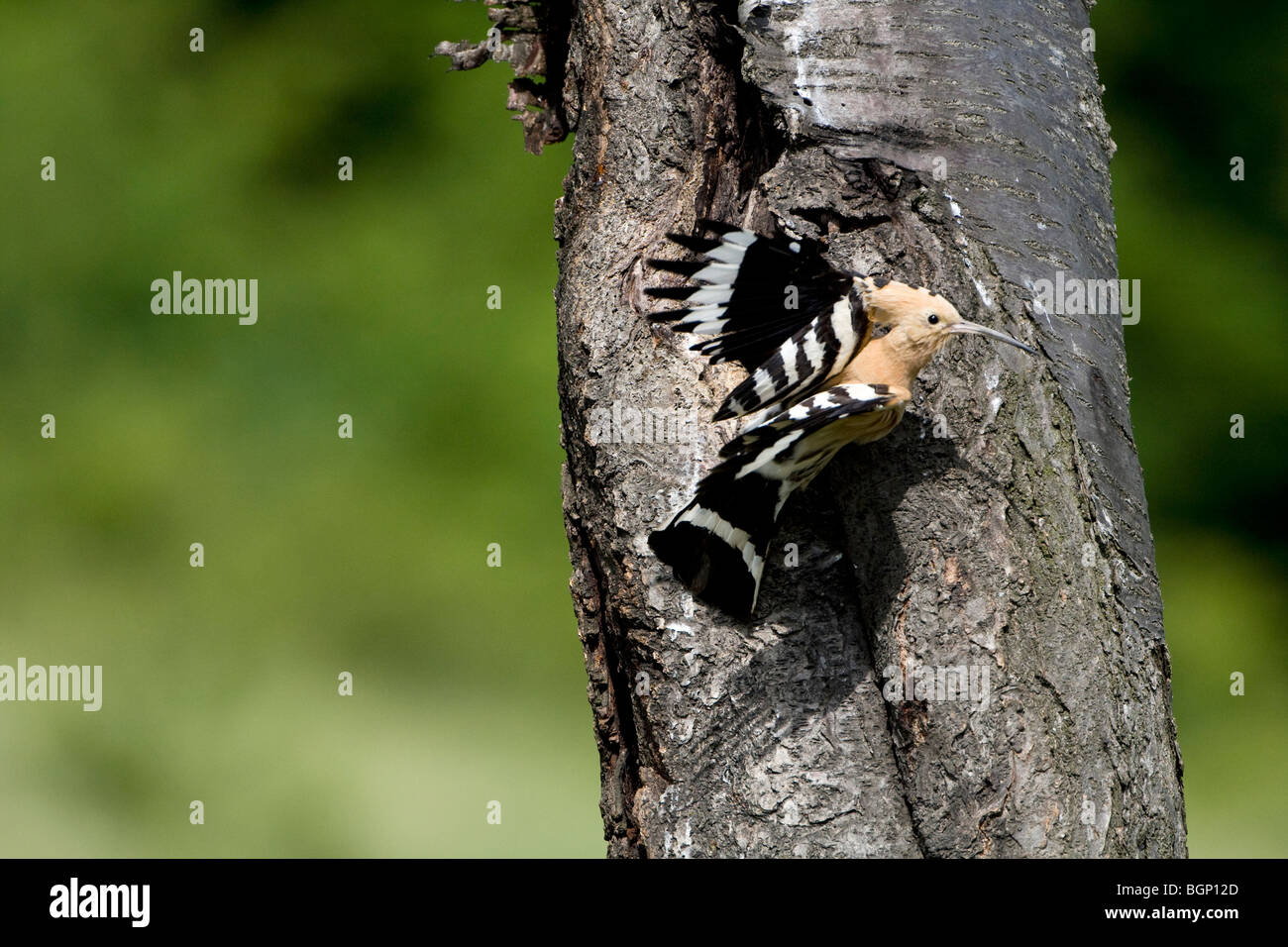 Hoopoe nest hi-res stock photography and images - Alamy