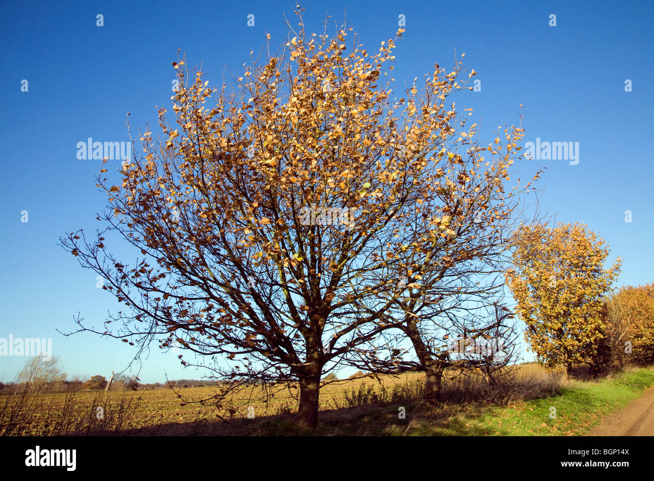 Autumn colours bushes against blue sky Stock Photo - Alamy