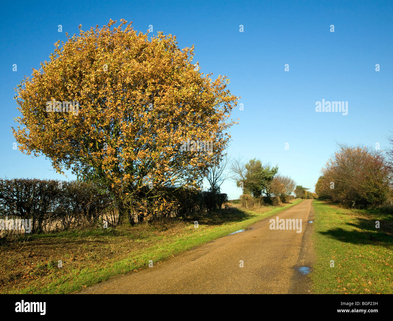 English autumn hedgerow hi-res stock photography and images - Alamy
