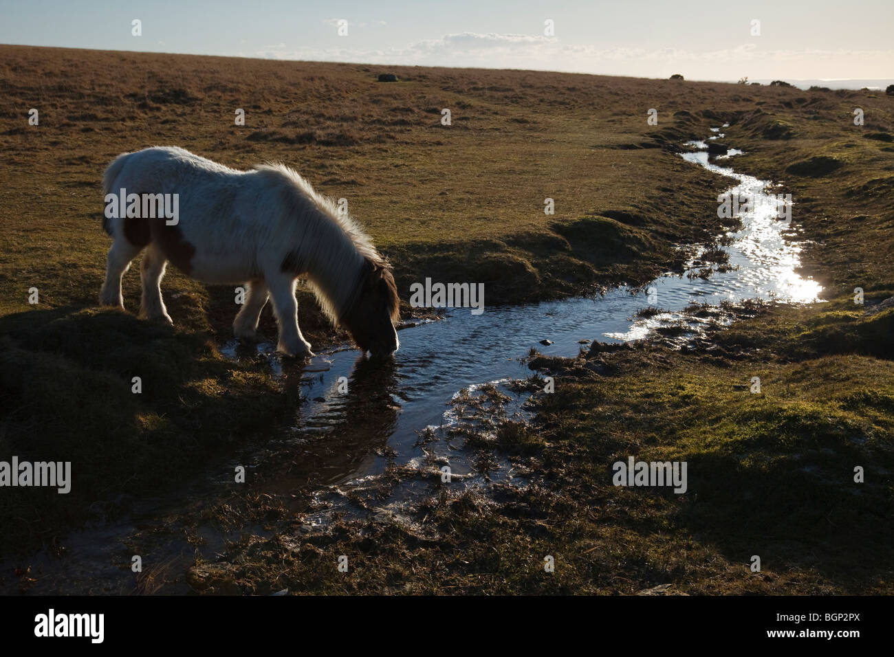 Dartmoor pony on Barn Hill, Whitchurch Common near Tavistock, Devon ...