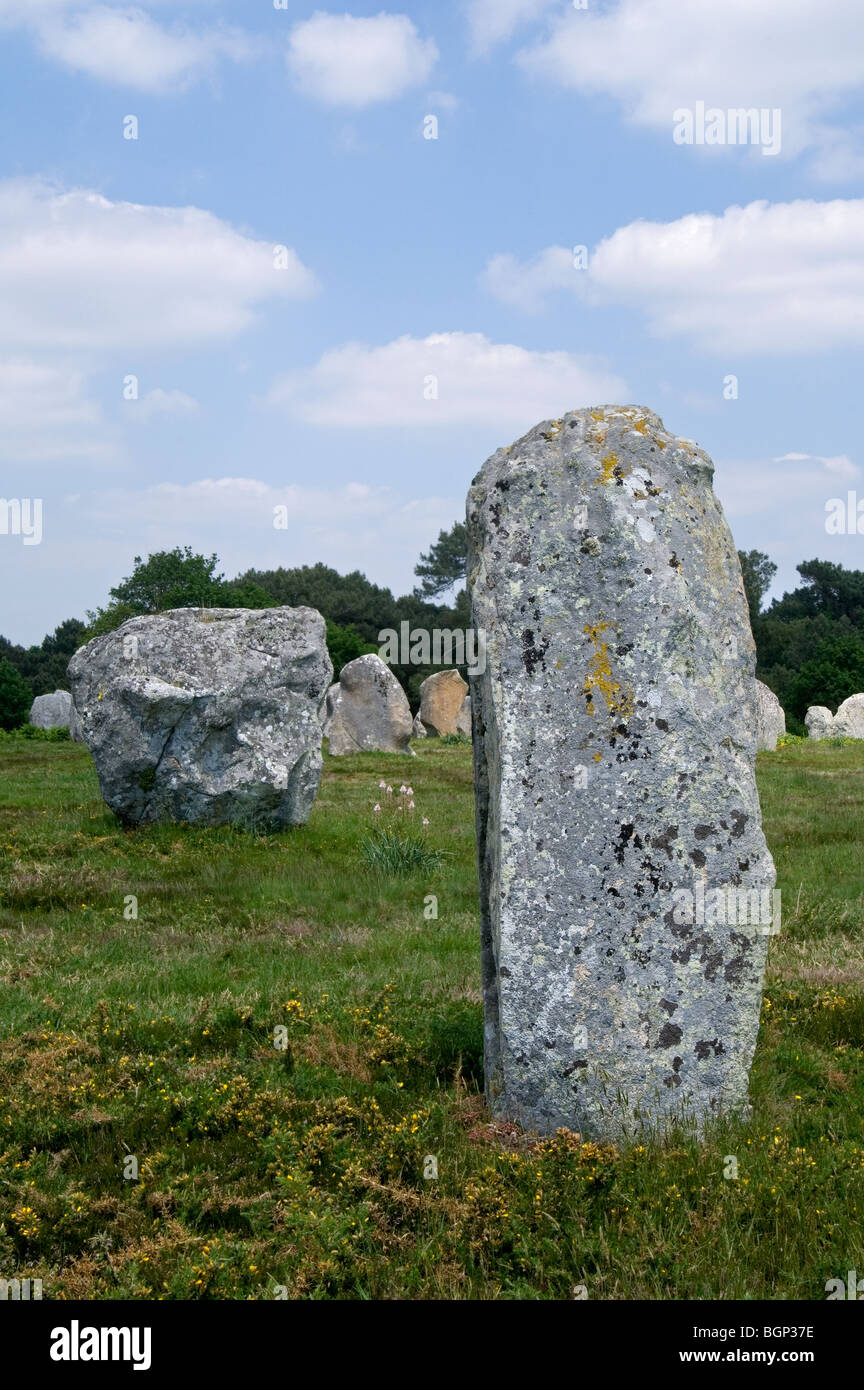 Standing stones in the Kermario alignment at Carnac, Morbihan, Brittany ...