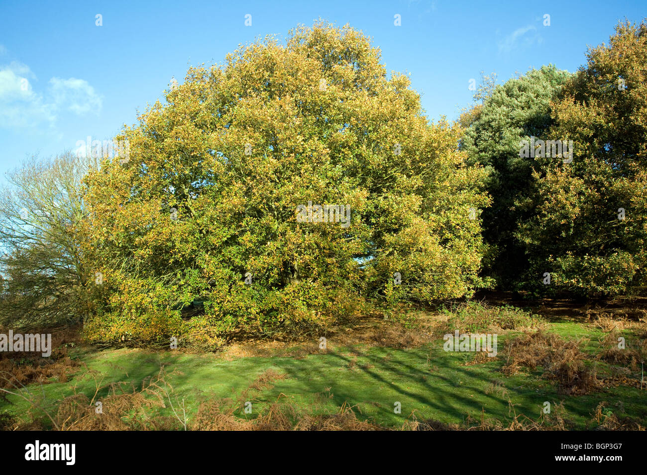 Autumn vegetation trees bushes heathland Suffolk England Stock Photo ...