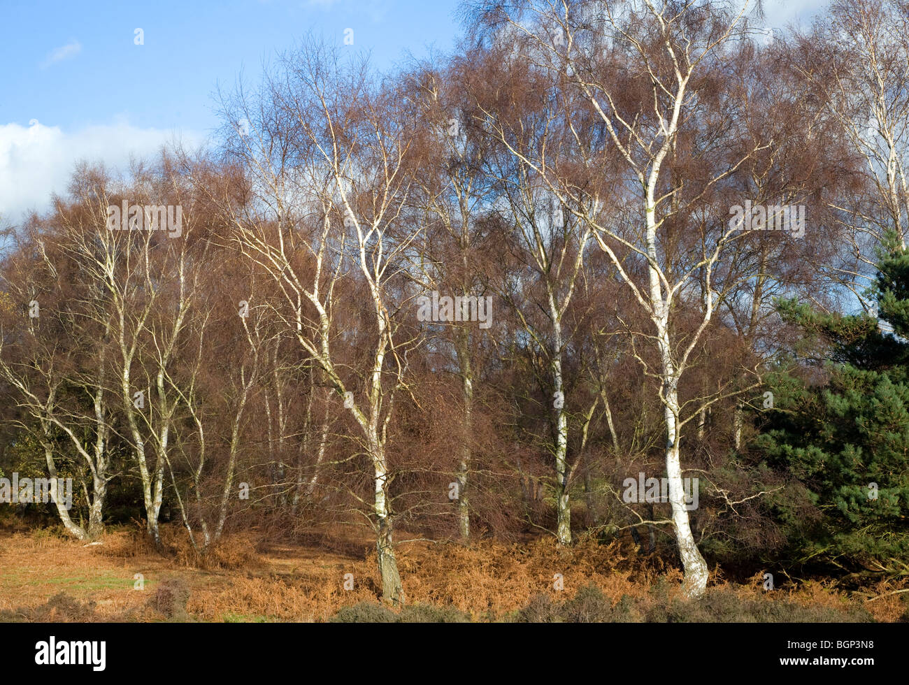 Birch trees in winter hi-res stock photography and images - Alamy