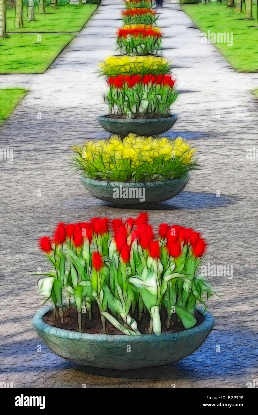 Dutch tulip drawing hi-res stock photography and images - Alamy
