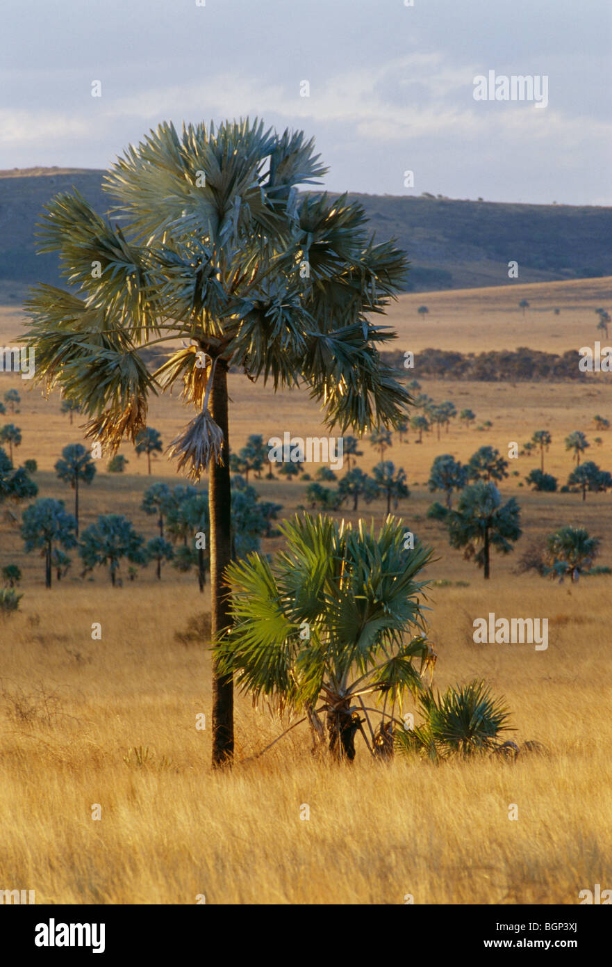 Trees in landscape, Madagascar Stock Photo - Alamy