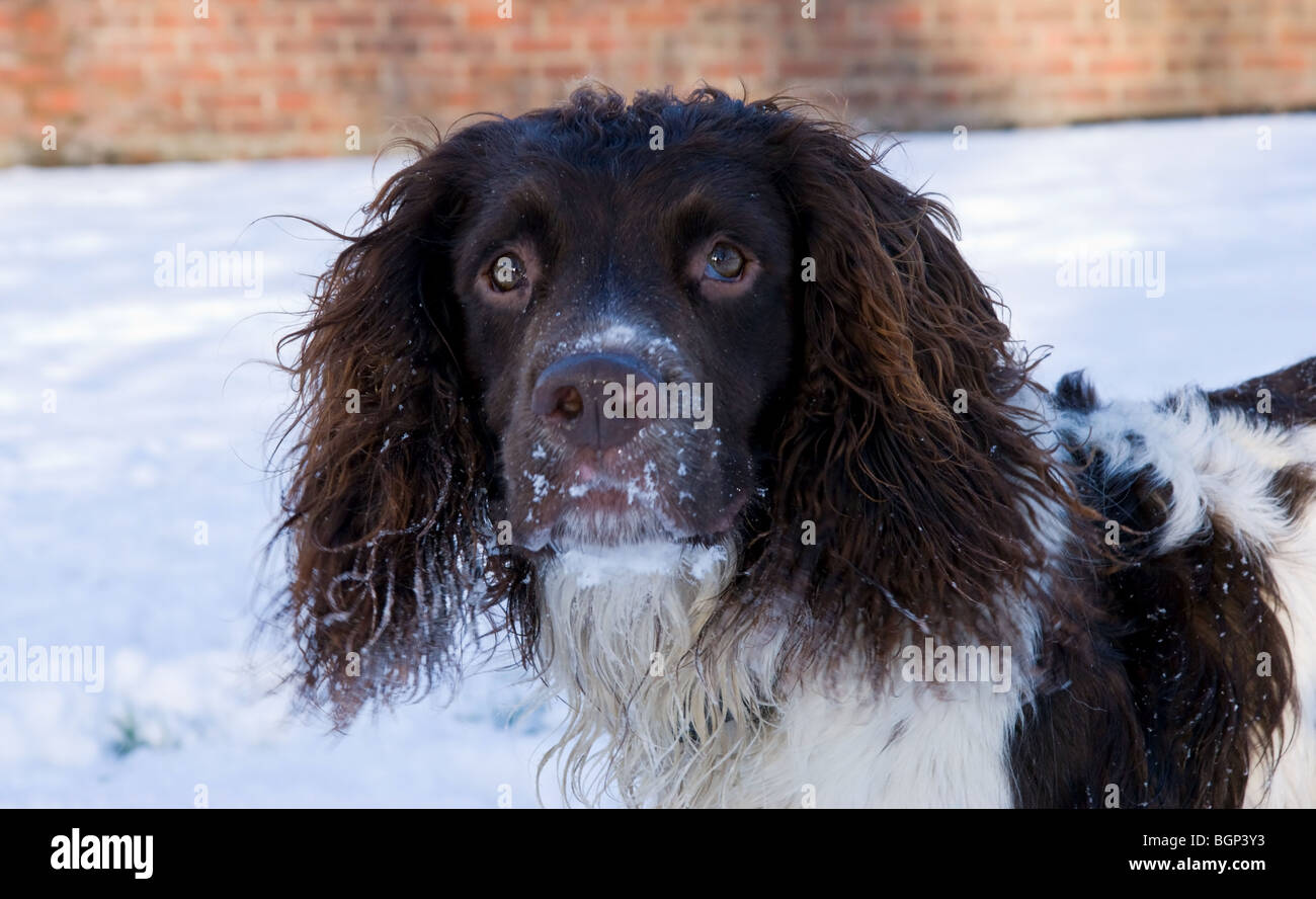 Close up dogs nose spaniel hi-res stock photography and images - Alamy