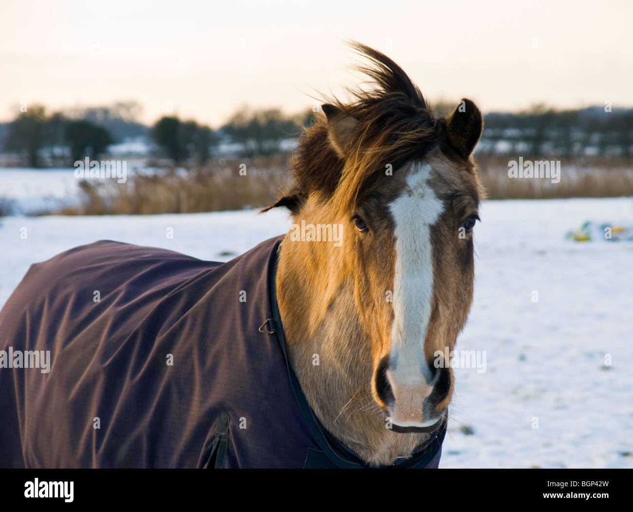 Horse out in the winter field Stock Photo - Alamy