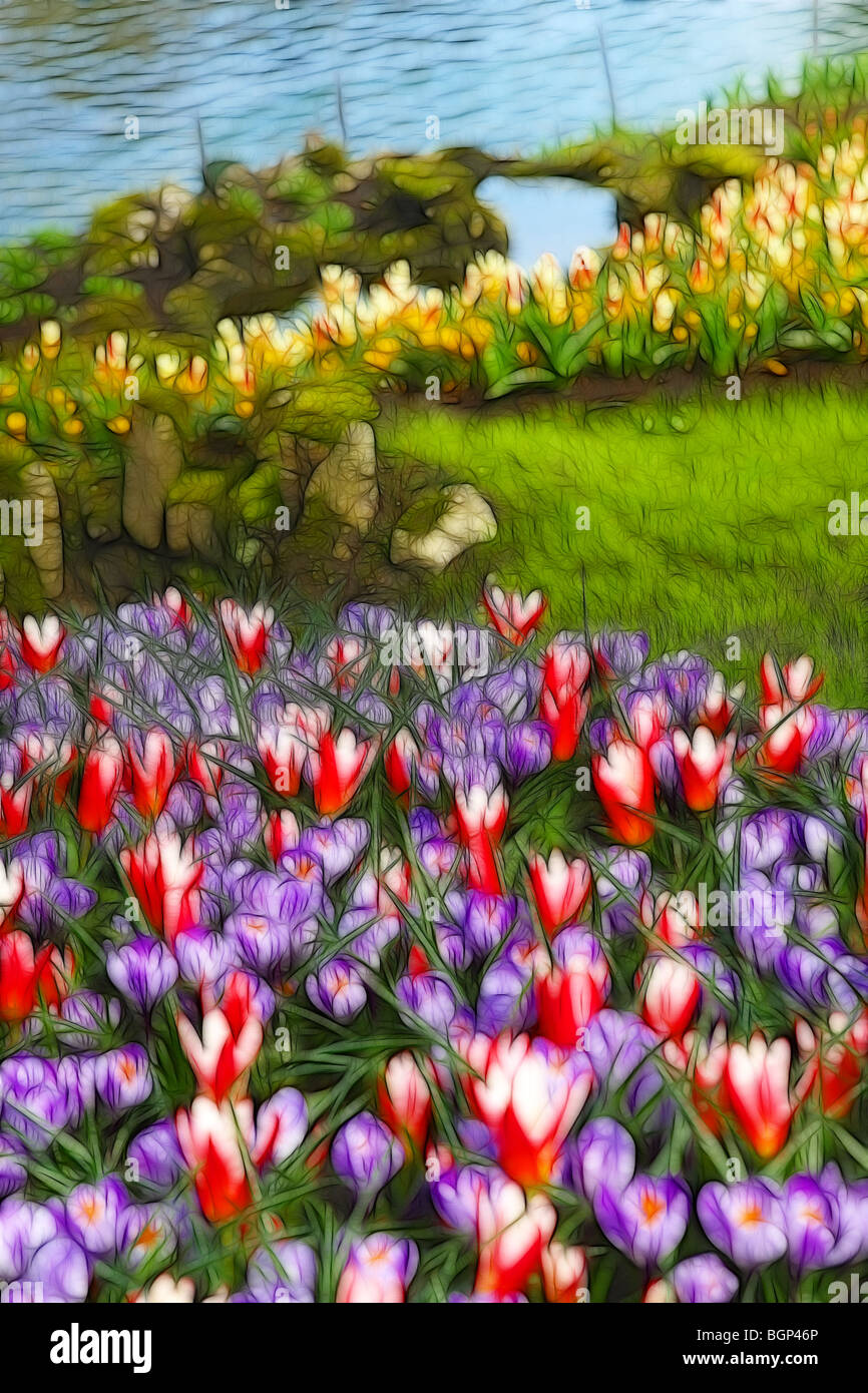Dutch tulip drawing hi-res stock photography and images - Alamy