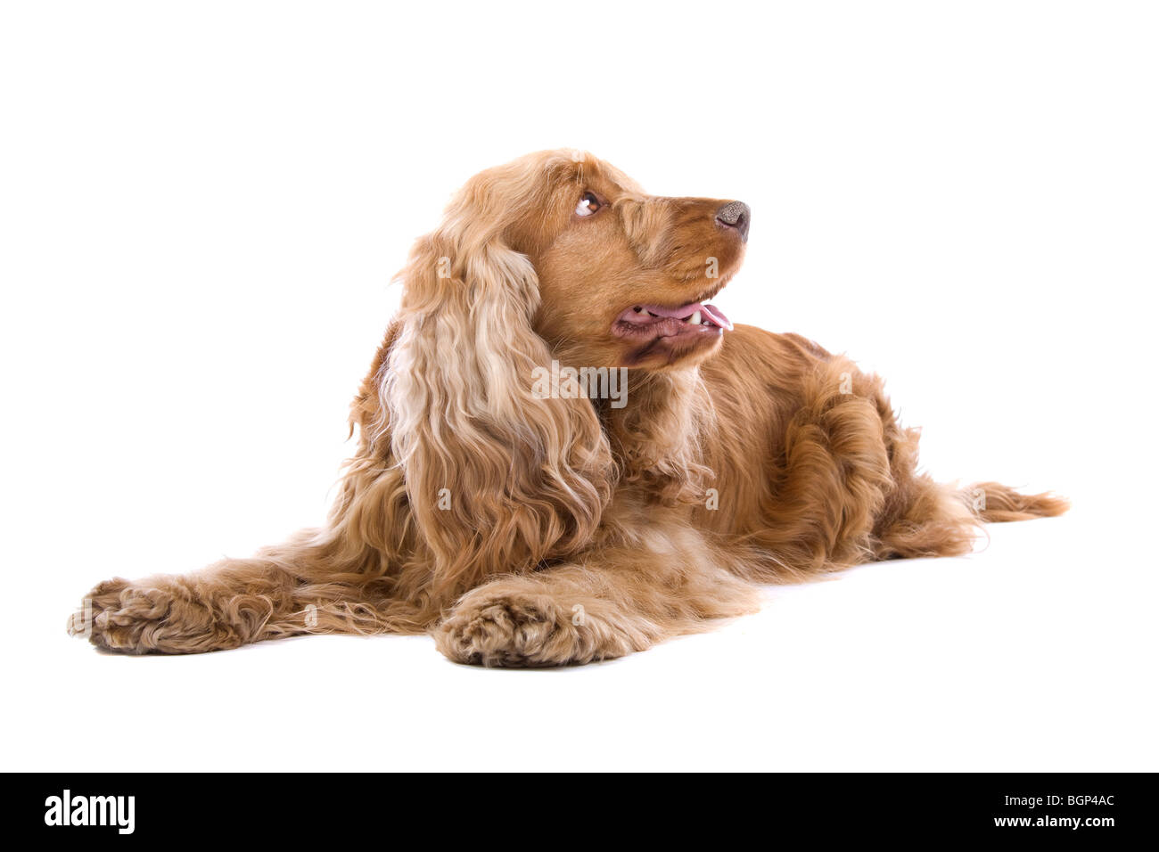 Close up of cute cocker spaniel dog, isolated on white background Stock ...