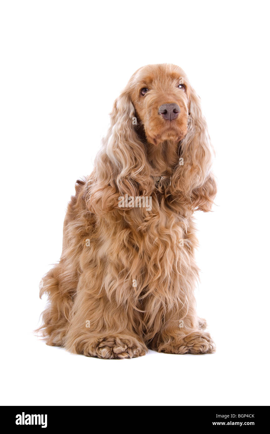 Close up of cute cocker spaniel dog, isolated on white background Stock ...