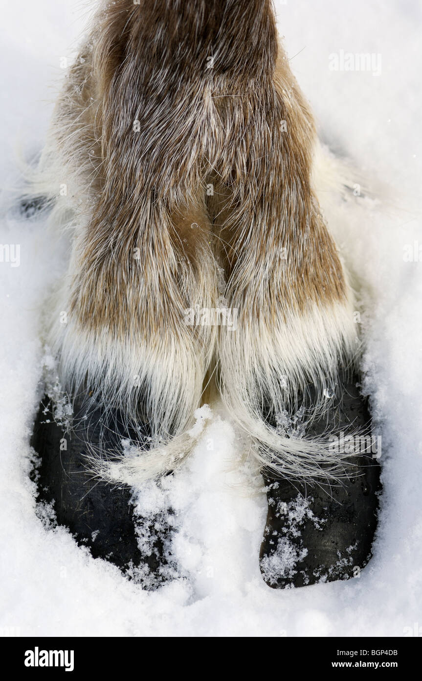 Animal Foot High Resolution Stock Photography and Images - Alamy