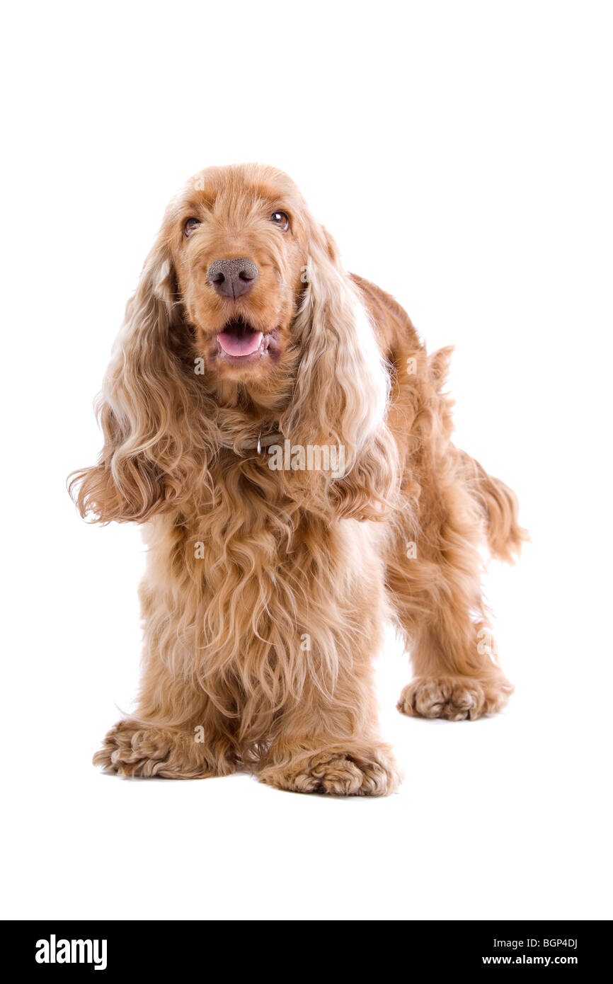 Close up of cute cocker spaniel dog, isolated on white background Stock ...