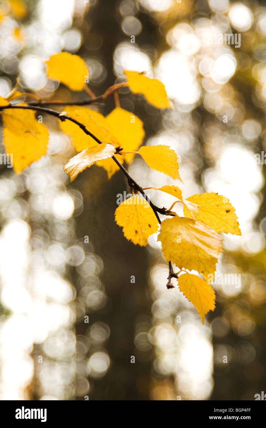 Autumn leaves on a birch tree Stock Photo - Alamy
