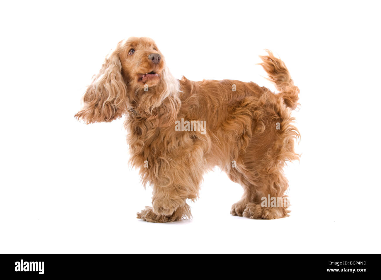 Close up of cute cocker spaniel dog, isolated on white background Stock ...