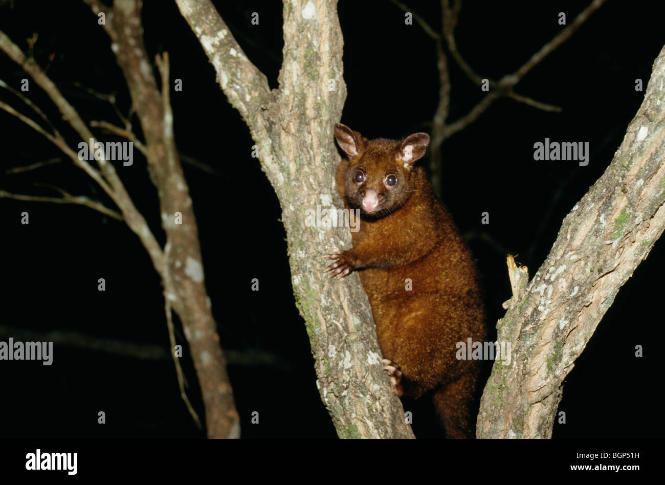 An opossum in a tree Stock Photo - Alamy