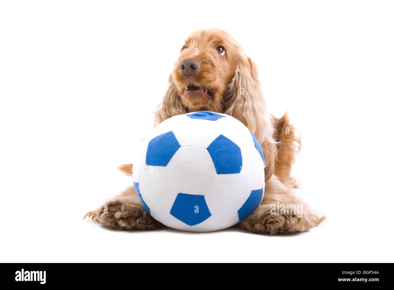 Close up of cute cocker spaniel dog, isolated on white background Stock ...