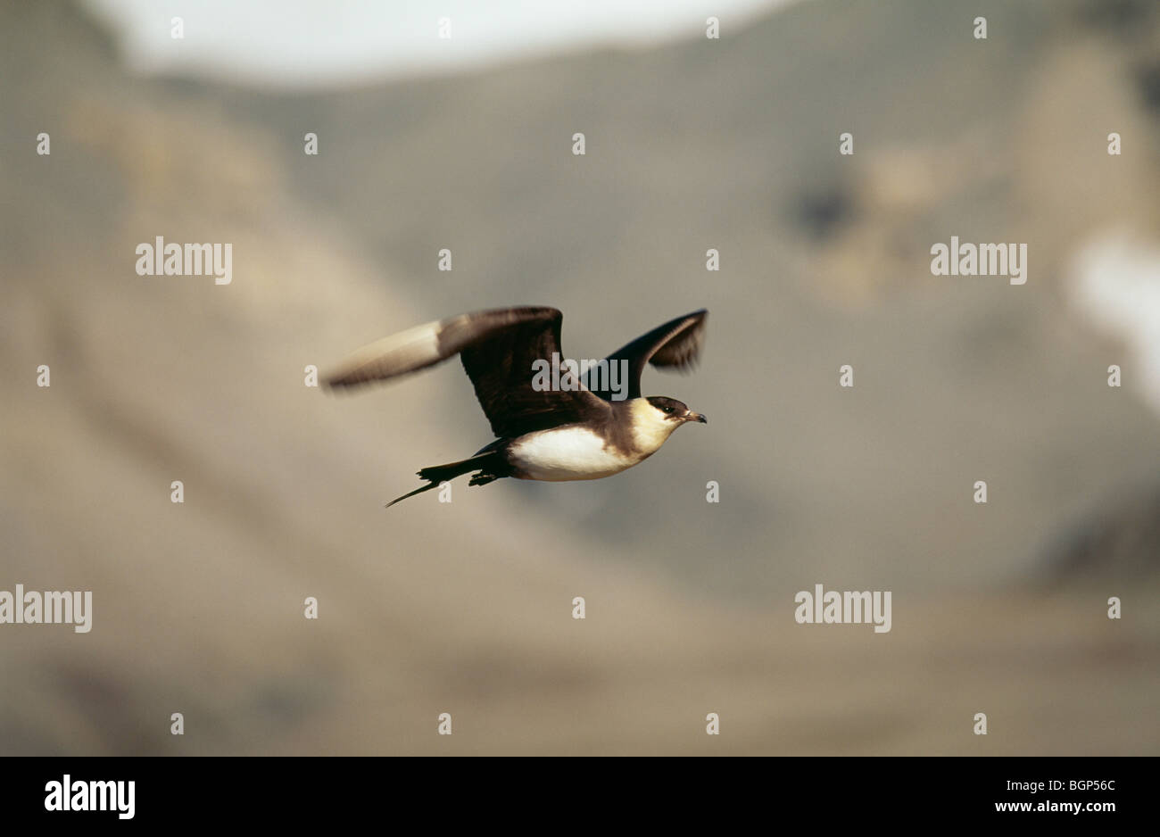 A skua flying Stock Photo - Alamy