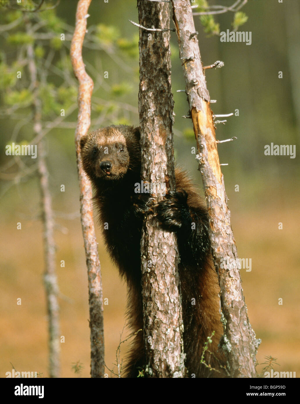 Wolverine animal with prey hi-res stock photography and images - Alamy