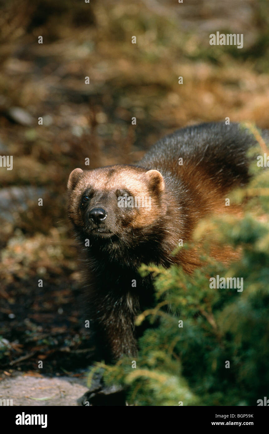 Wolverine animal with prey hi-res stock photography and images - Alamy