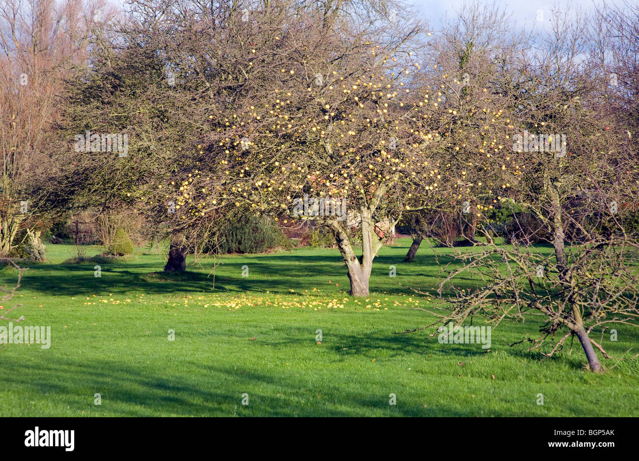 Falling fruit tree hi-res stock photography and images - Alamy