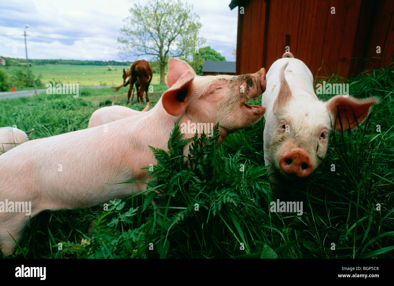 Pigs on ecological farm, Sweden Stock Photo - Alamy