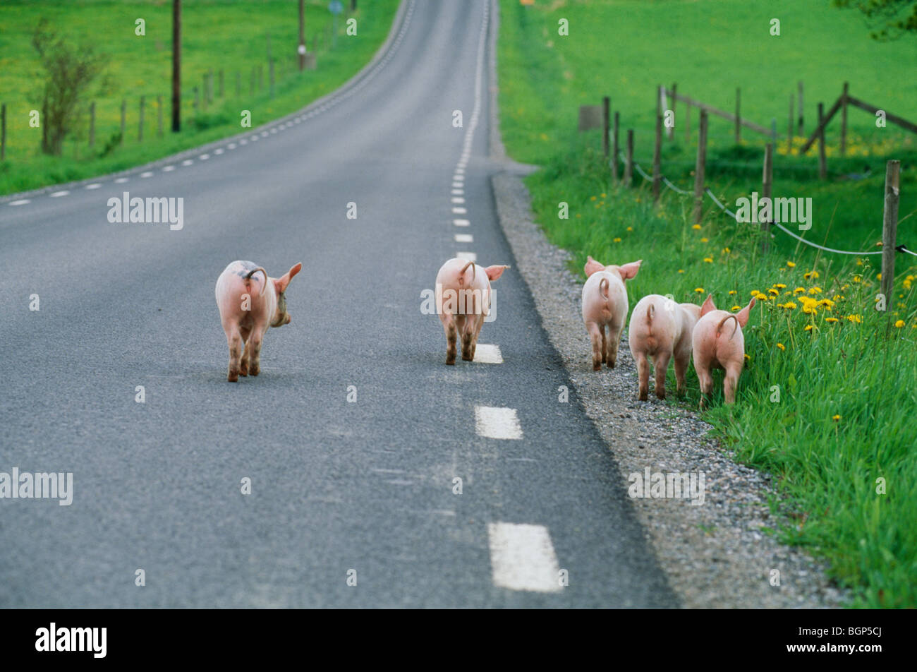 Pigs walking on a road, Sweden Stock Photo - Alamy