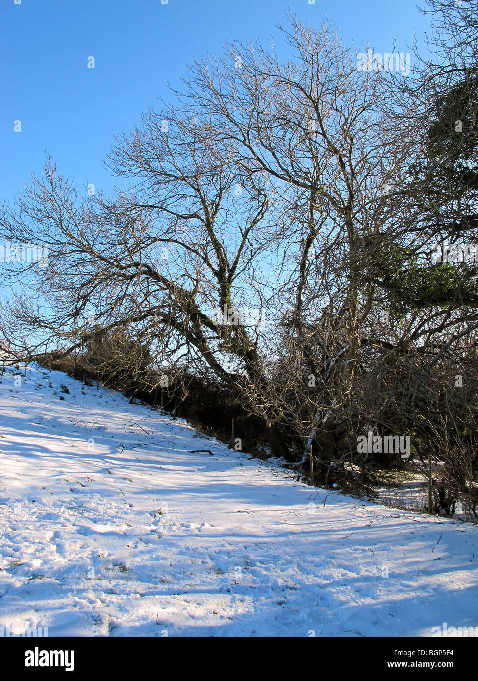 Trees in winter Stock Photo - Alamy
