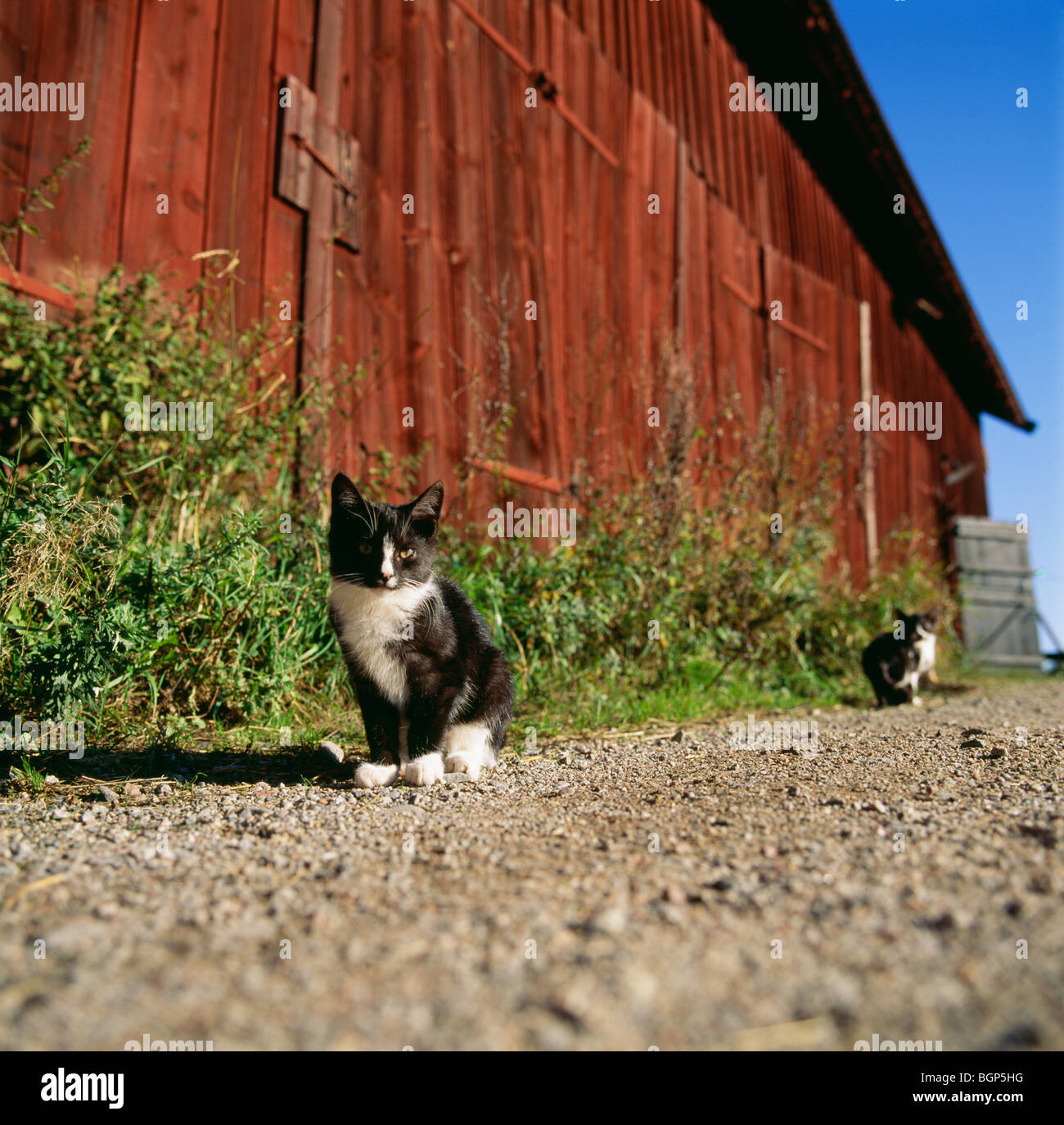 Cats at a farm, Sweden Stock Photo - Alamy